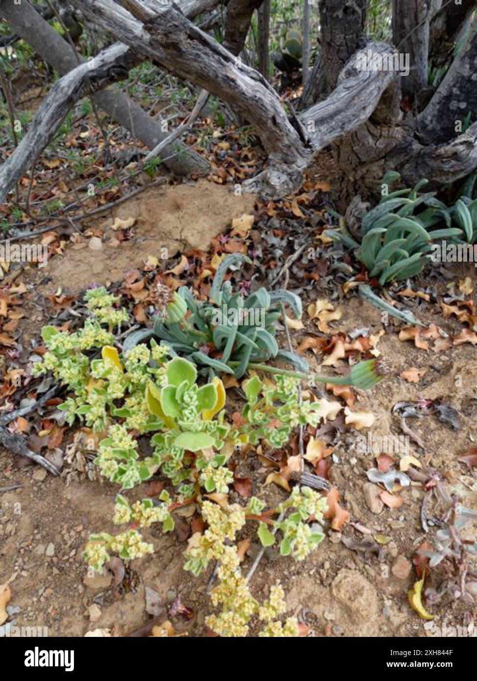 Cluster Fingers (Curio acaulis) , Min Water: Min Water in the Little ...