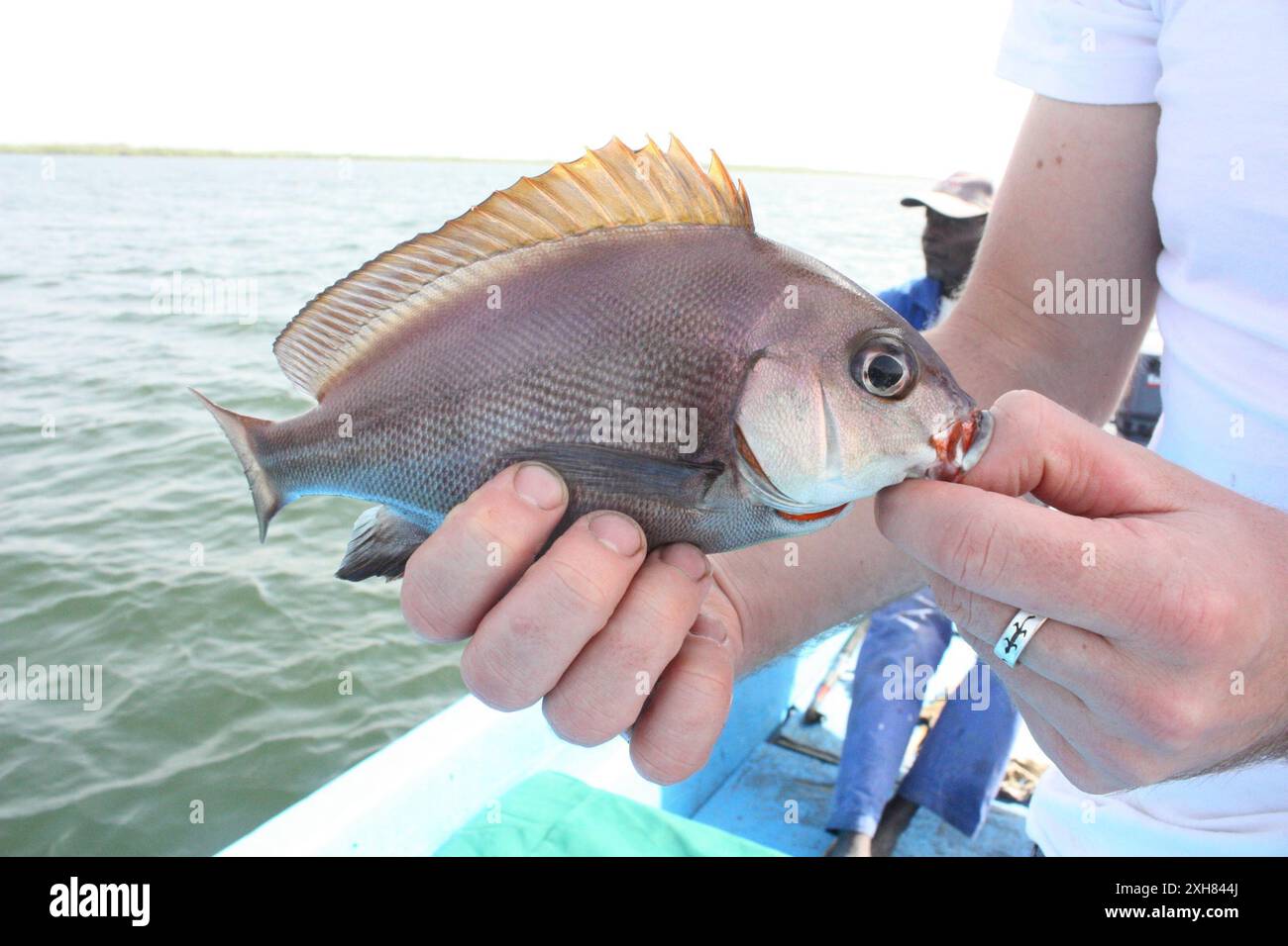 Rubber-lip Grunt (Plectorhinchus mediterraneus) , tabakouta Stock Photo ...