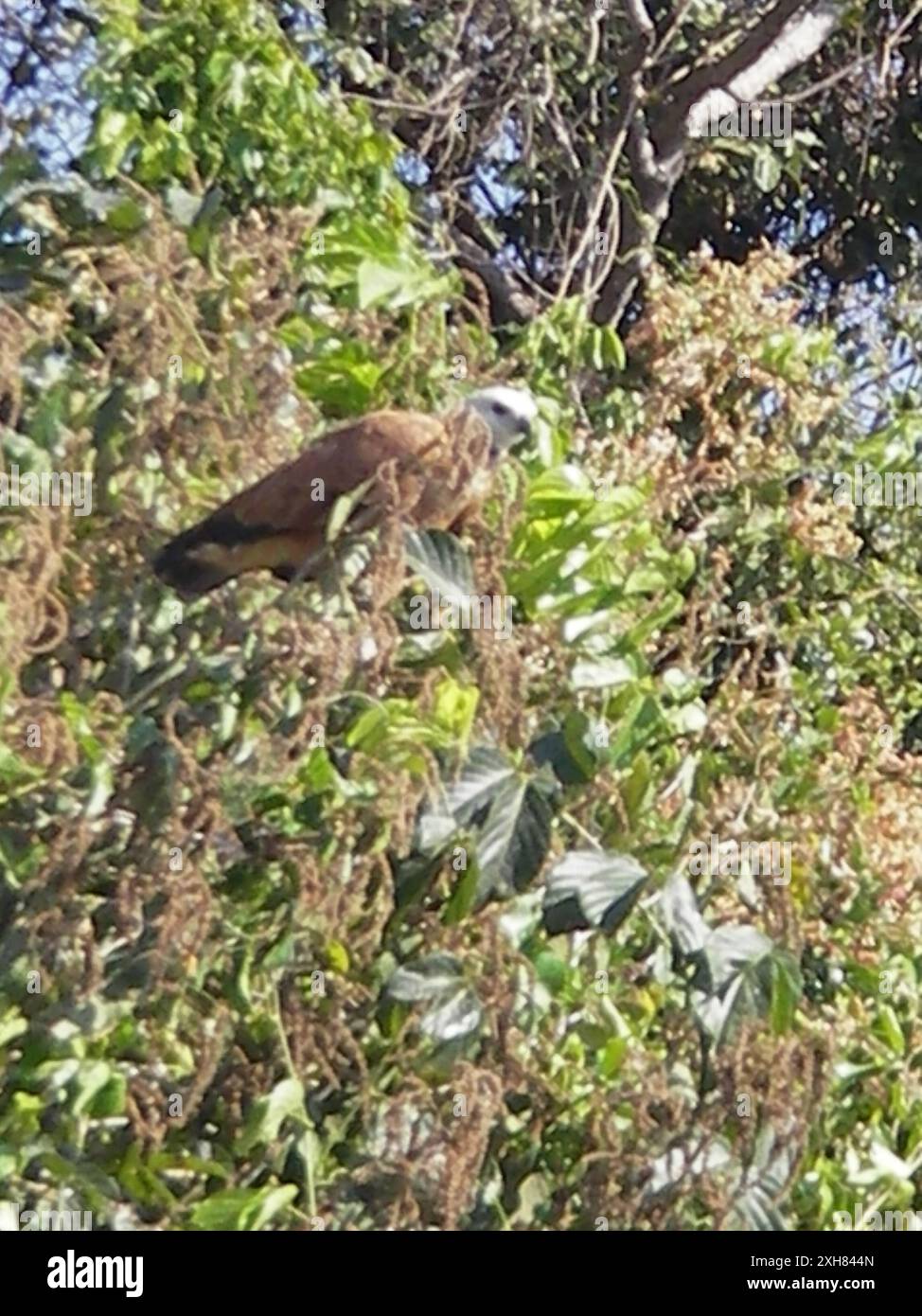 Black-collared Hawk (Busarellus nigricollis) , Cuiaba Brazil Stock ...
