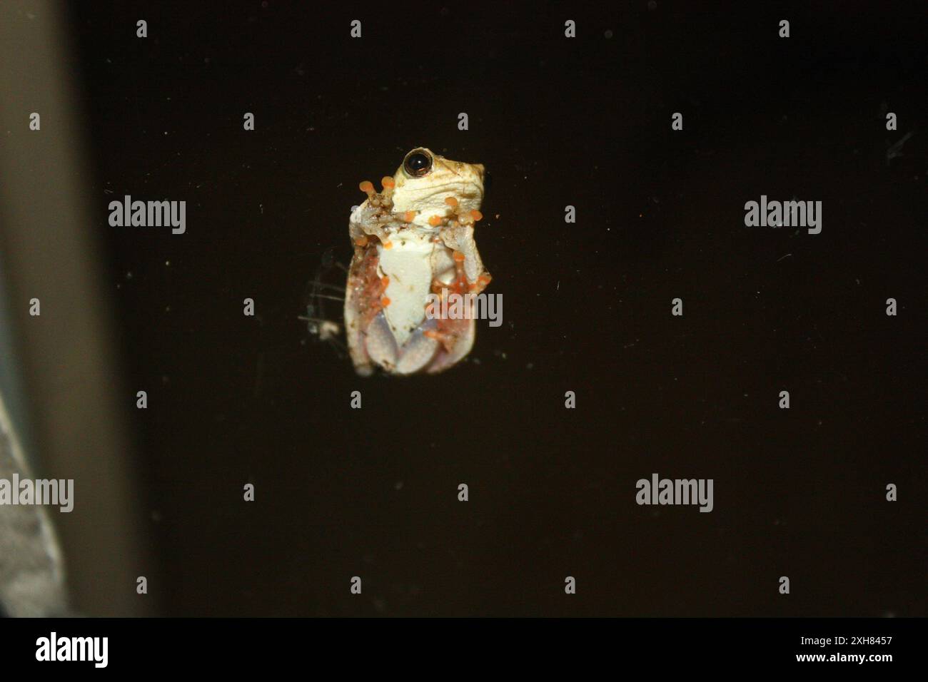 Painted Reed Frog (Hyperolius marmoratus Stock Photo - Alamy