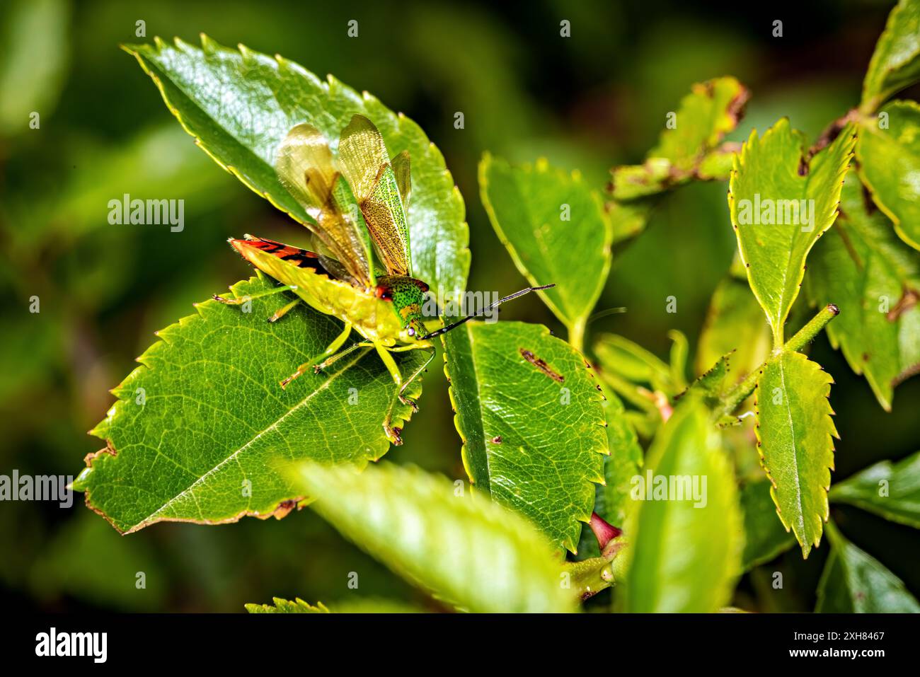 Leave insects hi-res stock photography and images - Alamy