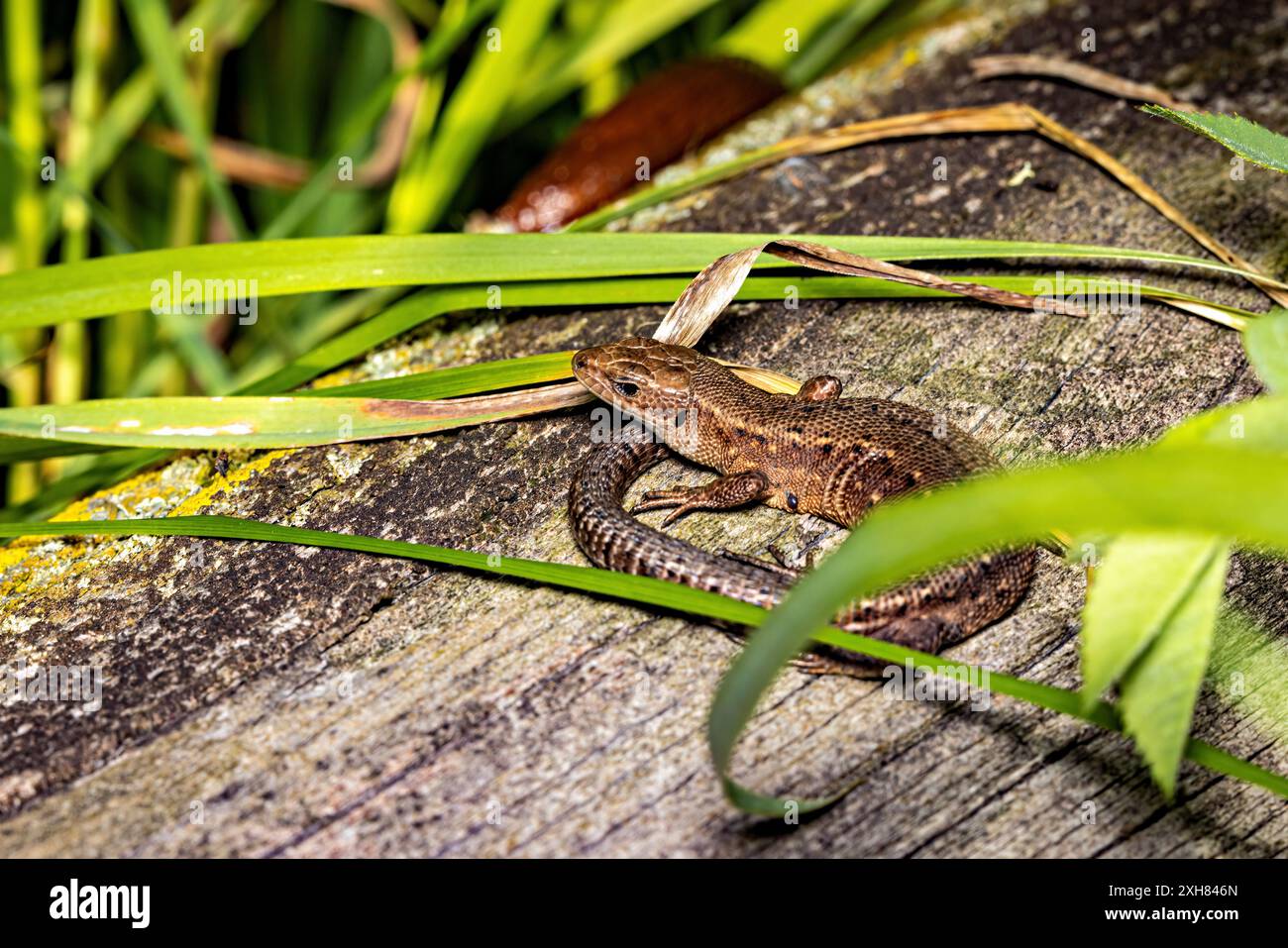 Reptilian wildlife hi-res stock photography and images - Alamy