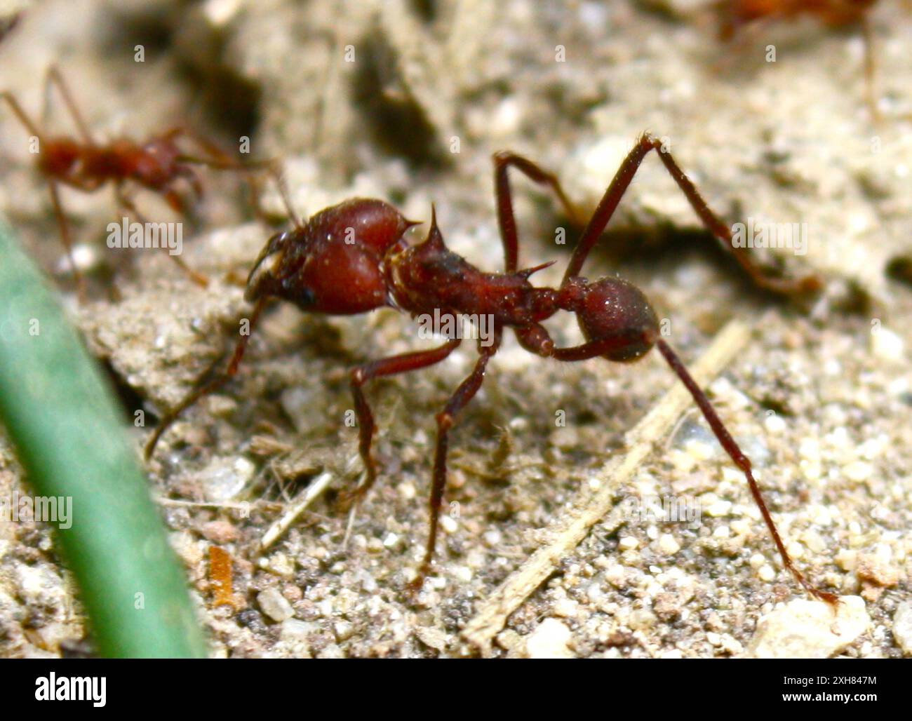 (Atta colombica) Tayrona Park Stock Photo - Alamy