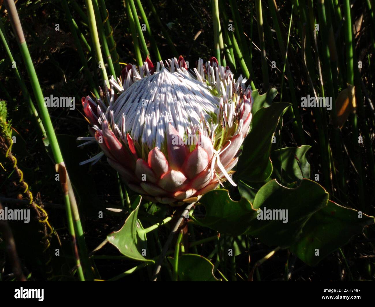 King Protea (Protea cynaroides) Sleeping Beauty Langeberg: Sleeping ...