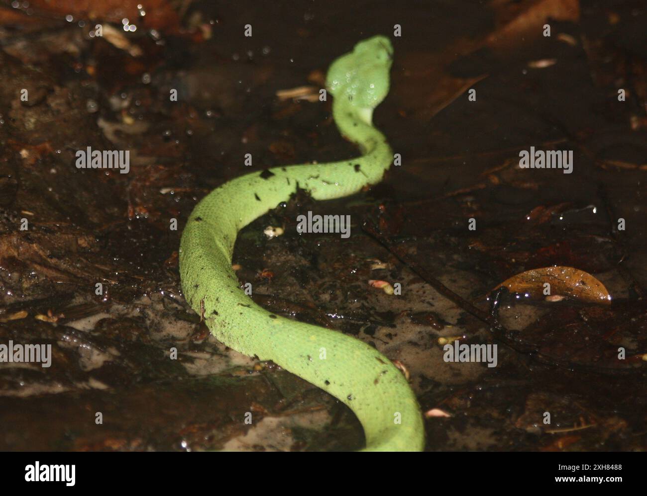 Green Bush Viper (Atheris chlorechis) Parc Nacional Tai Stock Photo - Alamy