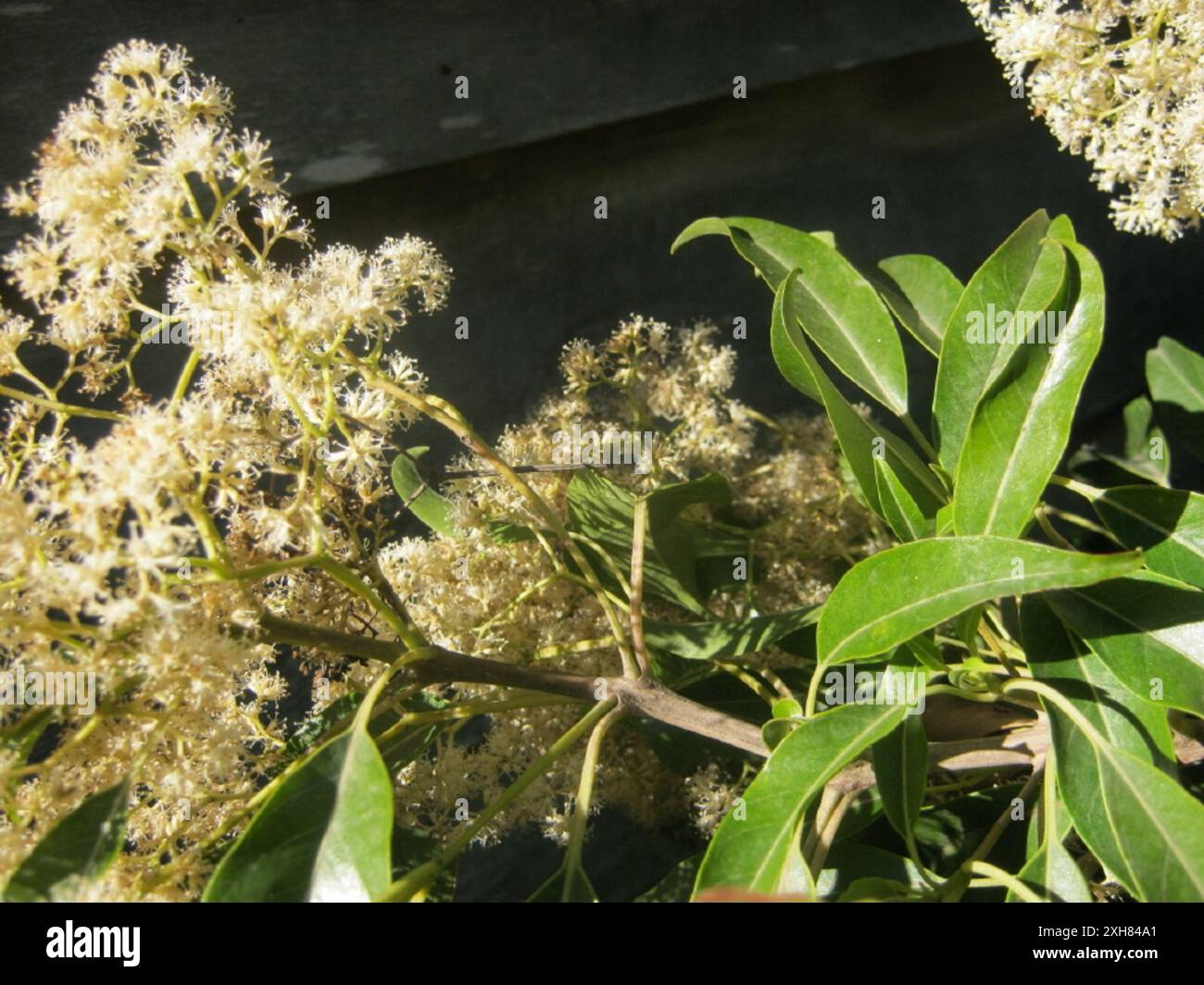 Forest Elder (Nuxia floribunda) Strawberry Hill fern Trail Stock Photo ...