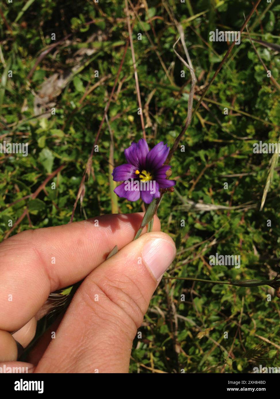 western blue-eyed grass (Sisyrinchium bellum) Milagra Ridge, Pacifica ...