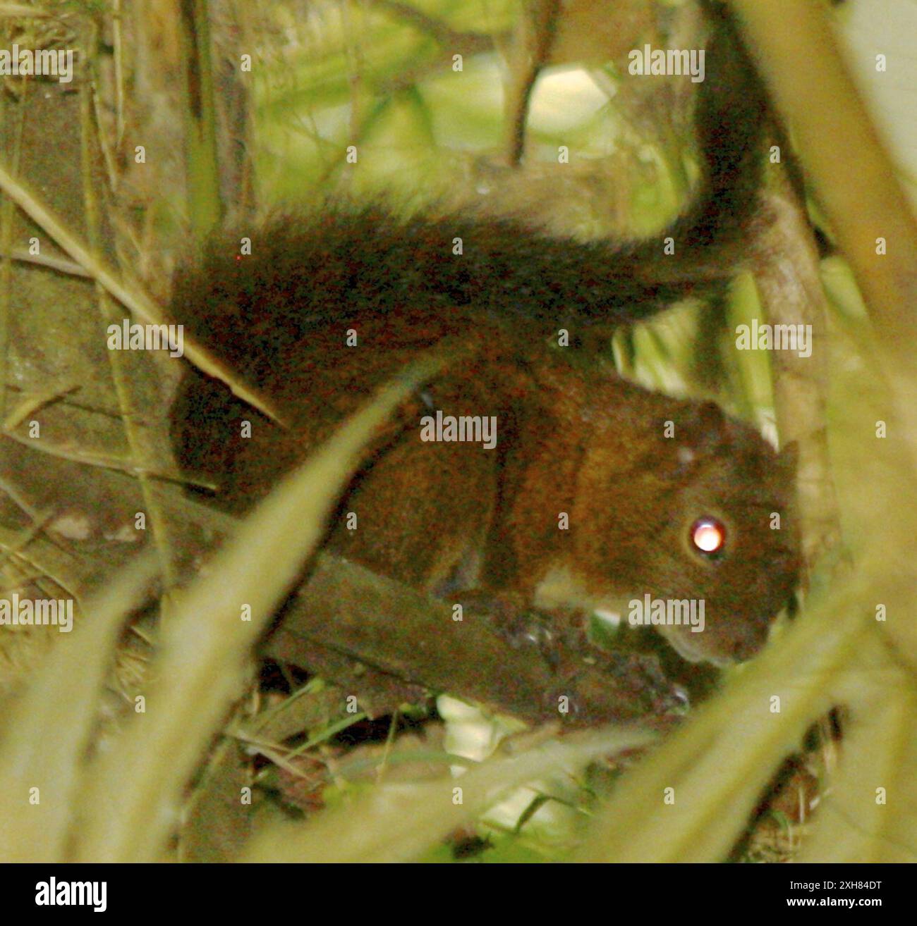 Andean squirrel hi-res stock photography and images - Alamy