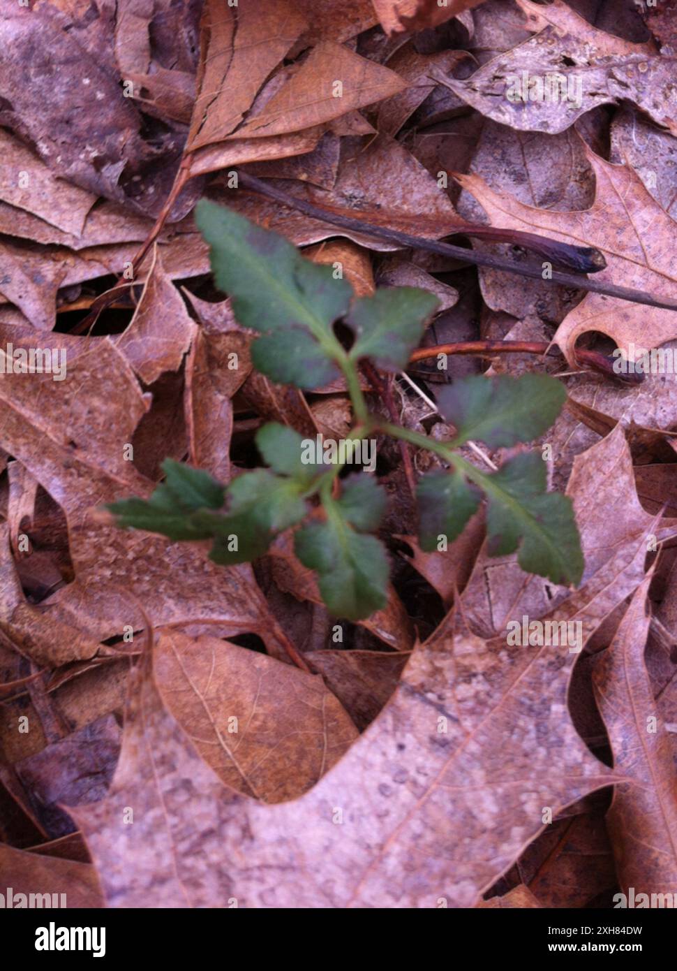 Cutleaf Grapefern (Sceptridium dissectum) Ohio, US Stock Photo - Alamy