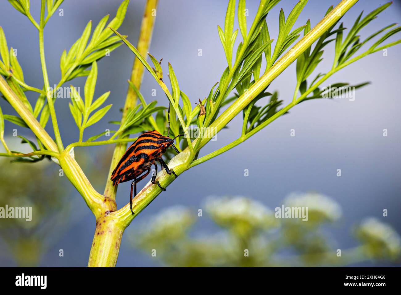 European stink bugs hi-res stock photography and images - Alamy
