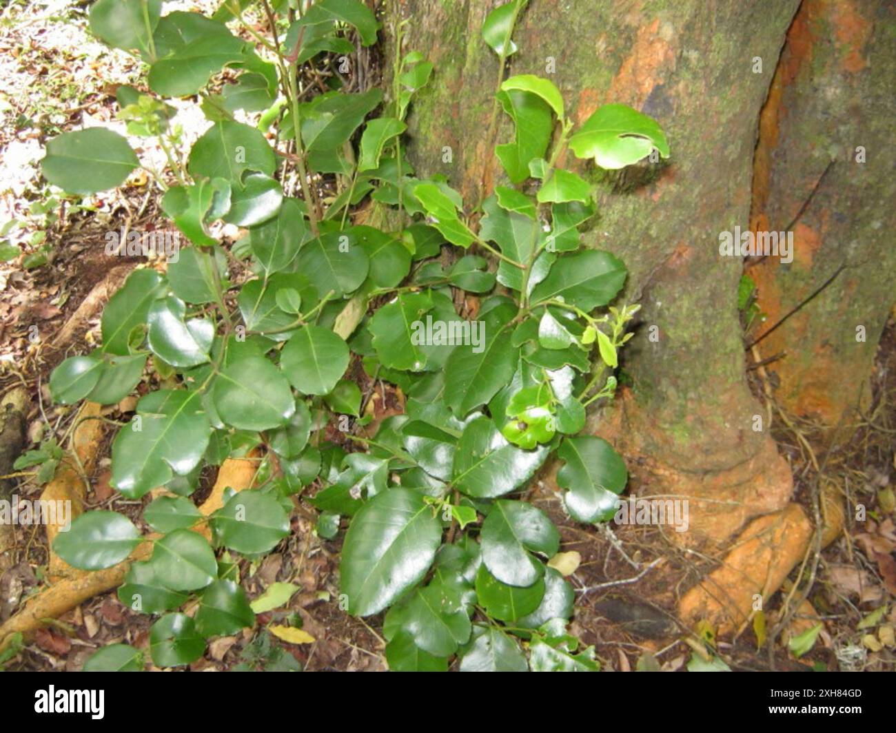 Forest spoonwood (Cassine peragua peragua) , Strawberry Hill: On the ...
