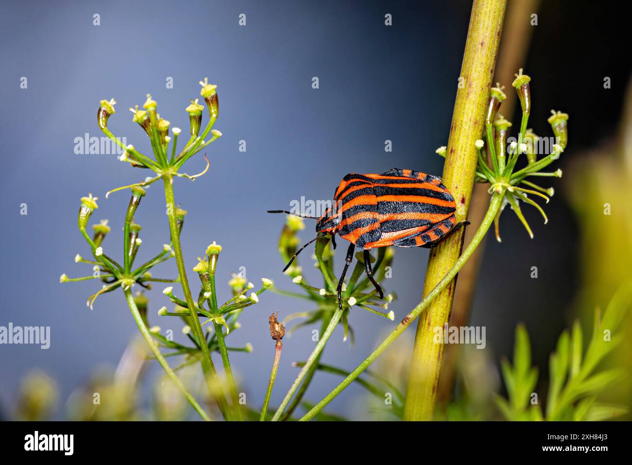 European stink bugs hi-res stock photography and images - Alamy