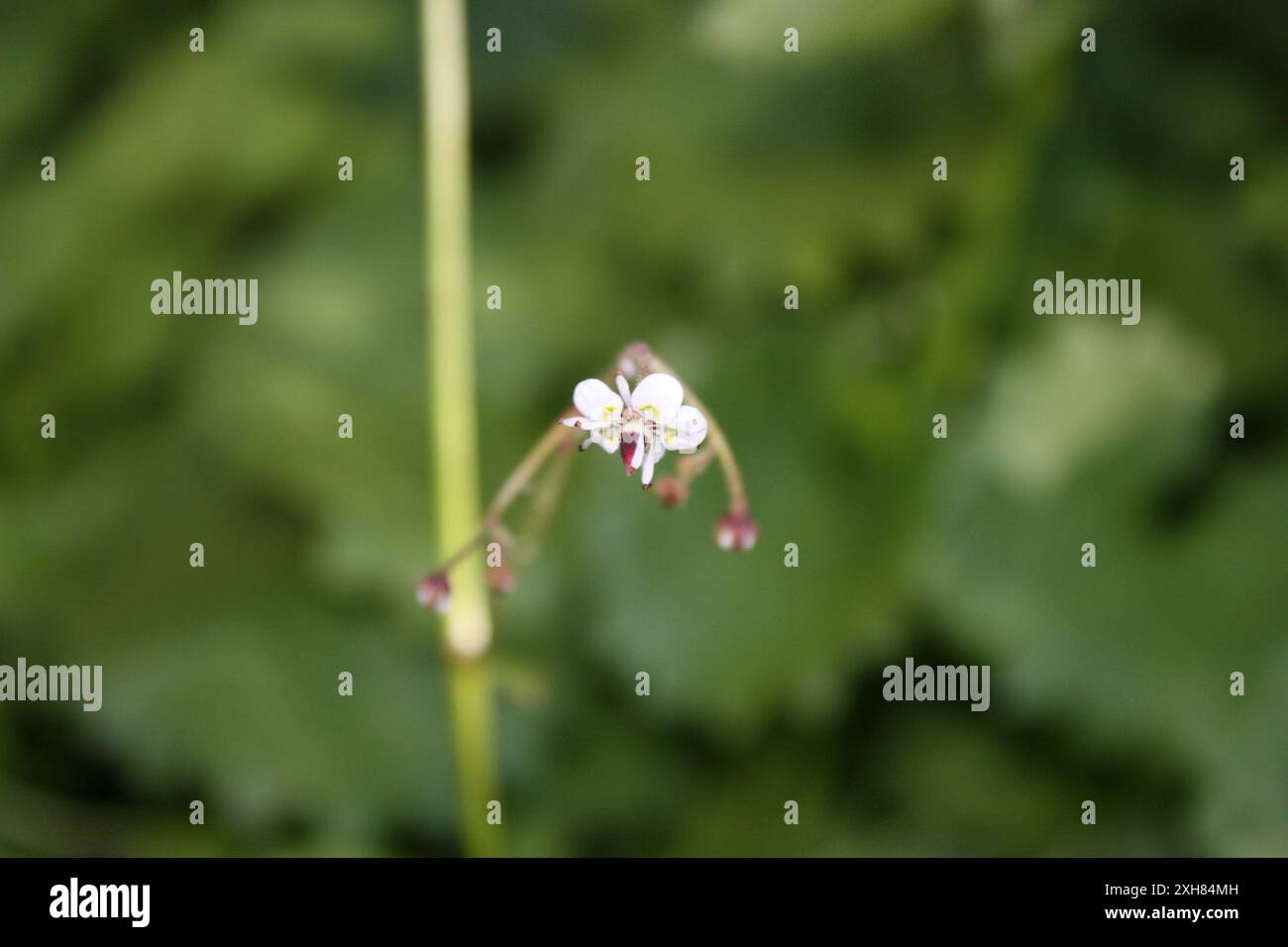 Micranthes odontoloma hi-res stock photography and images - Alamy