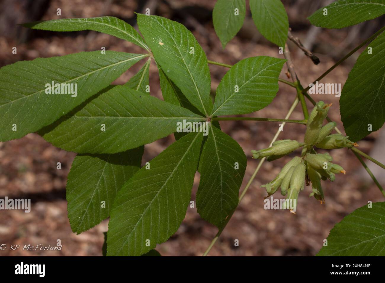 painted buckeye (Aesculus sylvatica) Raleigh, North Carolina, United ...