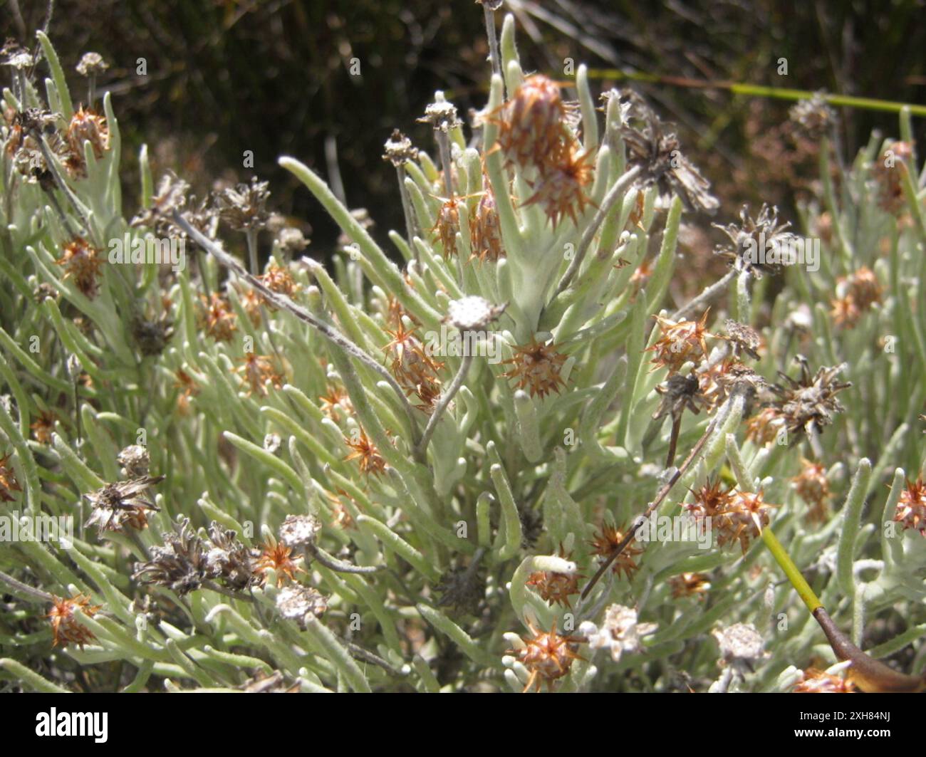 Brown-rim Sewejaartjie (Syncarpha gnaphaloides) Camferskloof in the ...