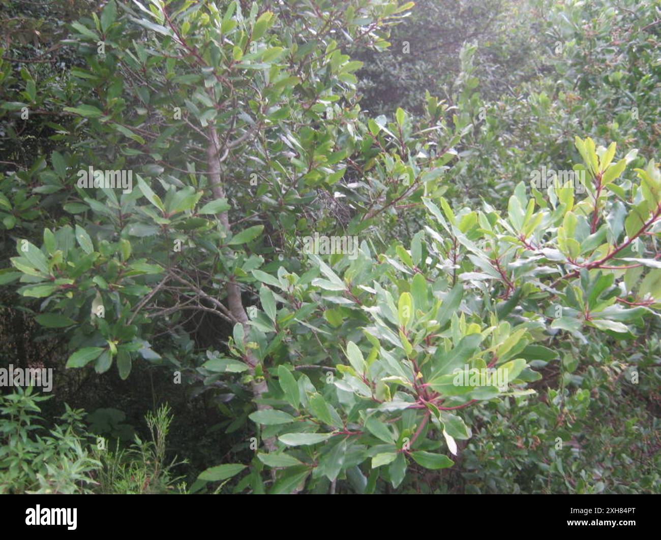 Cape beech (Rapanea melanophloeos) Wilderness National Park at the ...