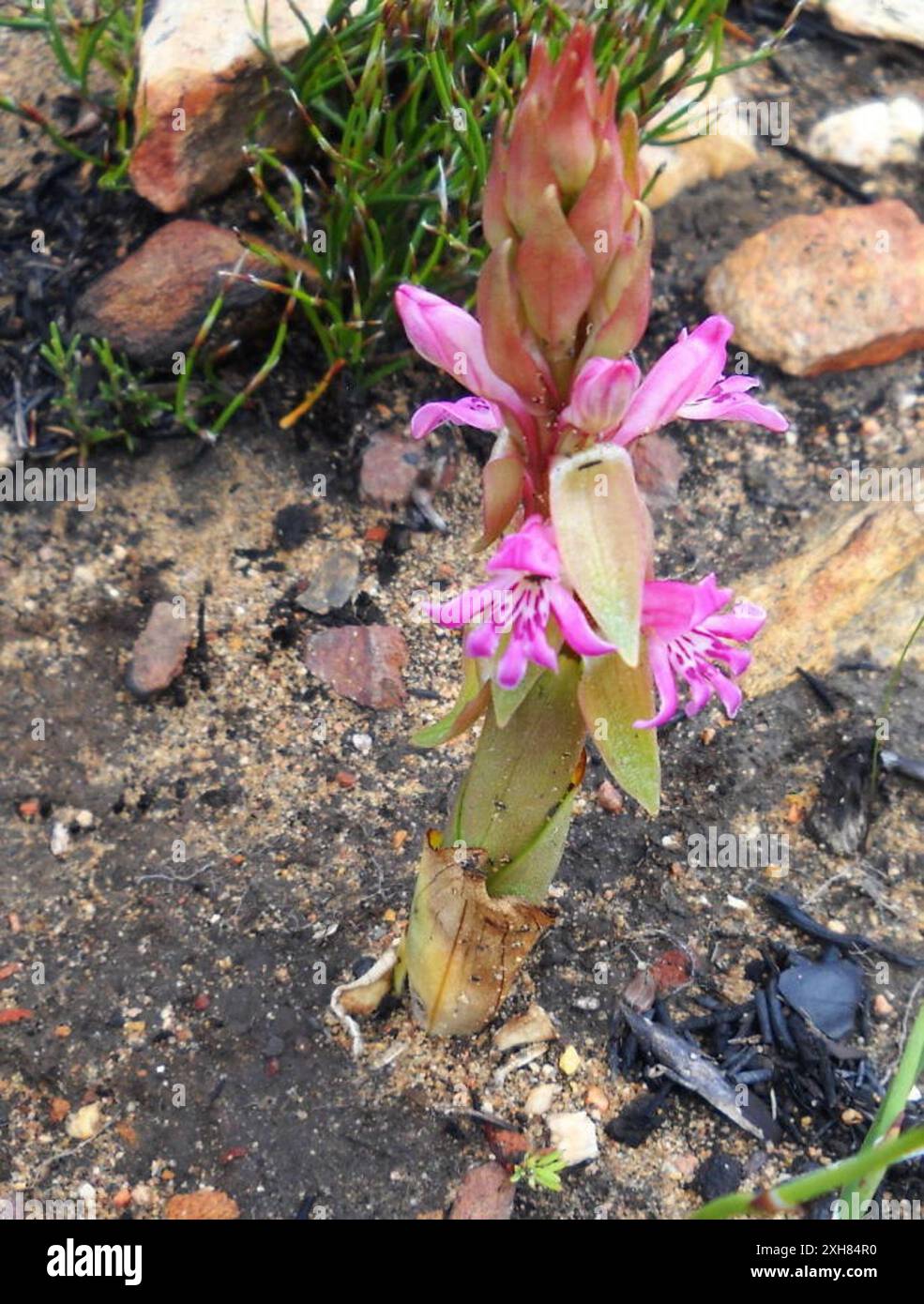 Small Pink Satyre (Satyrium erectum) Blue Hill in the Kouga Mts Stock ...