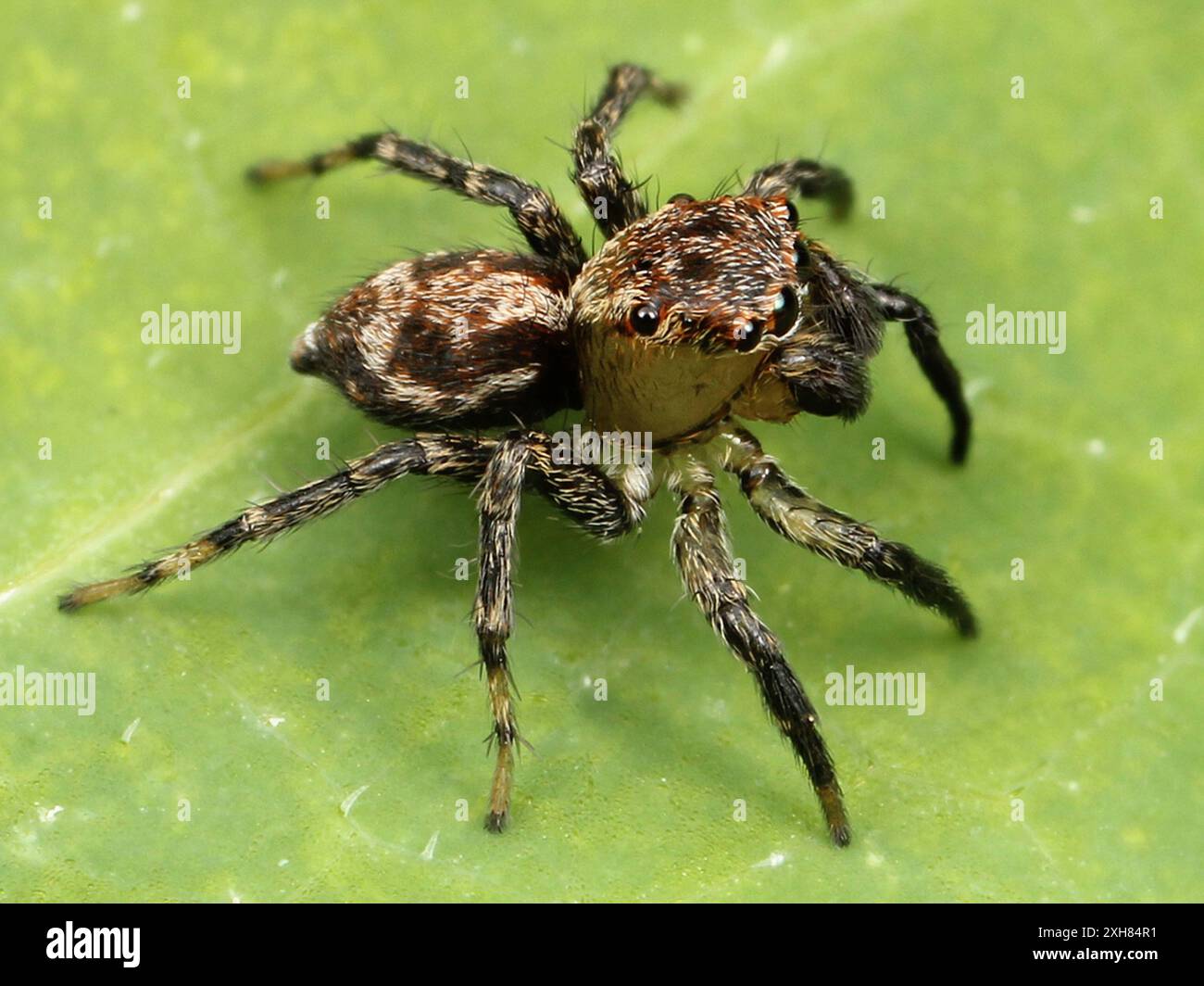 flea jumping spider (Naphrys pulex) Nashville, Tennessee, US Stock ...