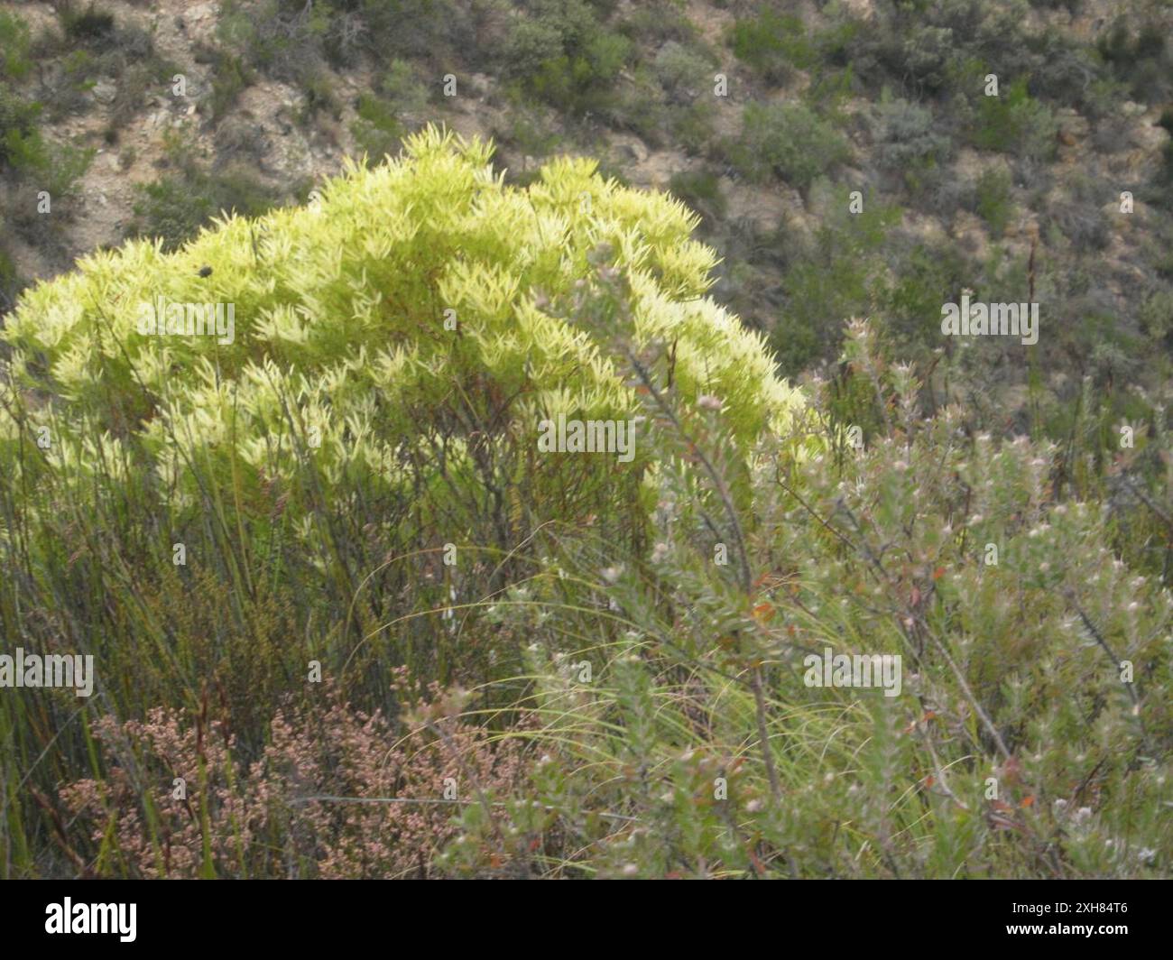 Common Sunshine Conebush (Leucadendron salignum) Kouga Wildernis in the ...