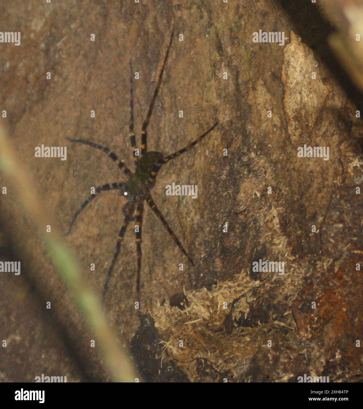 Giant Huntsman Spiders (Heteropoda) Danum Valley Stock Photo - Alamy