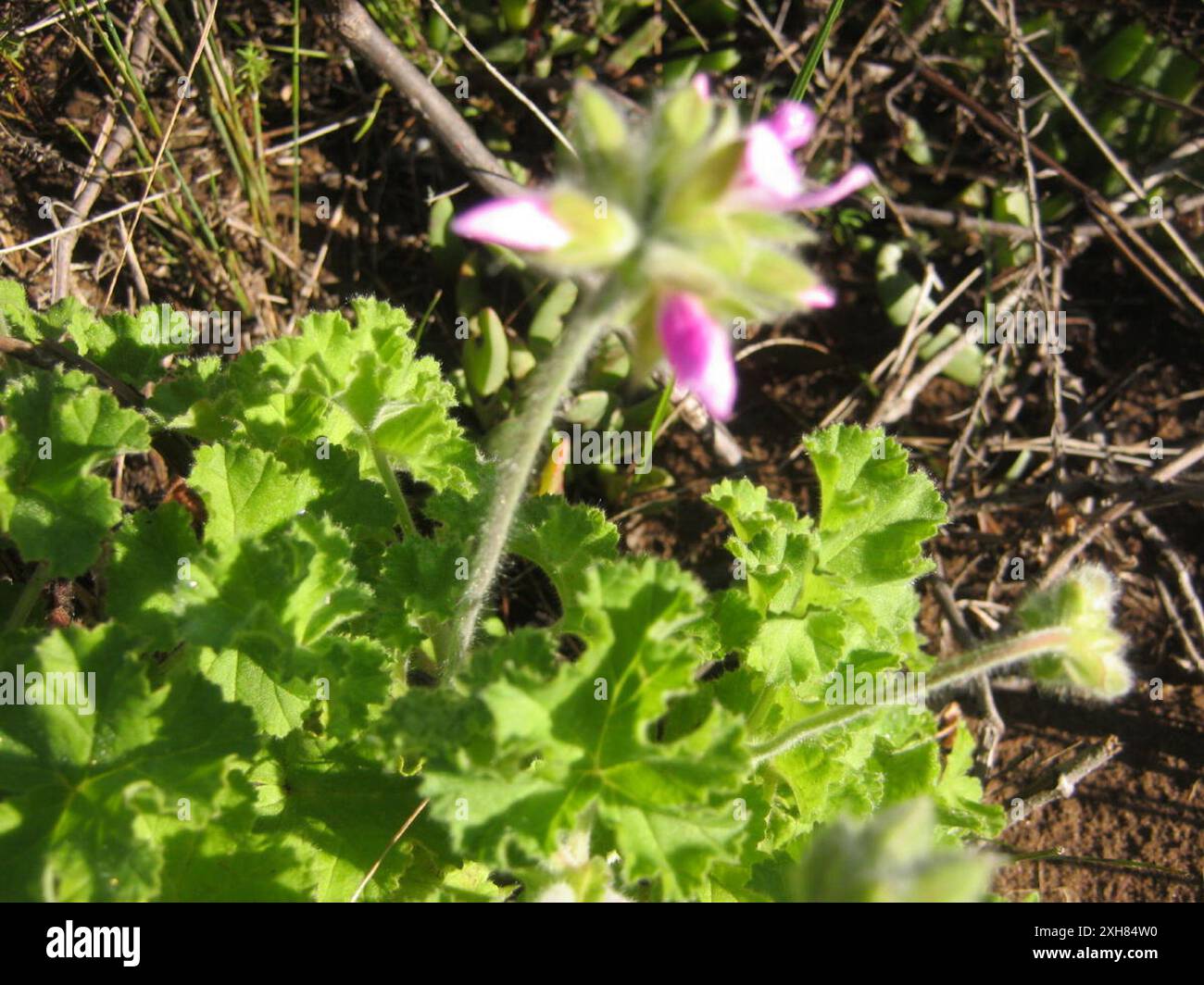 rose-scented geranium (Pelargonium capitatum) Dune Molerat Reserve ...