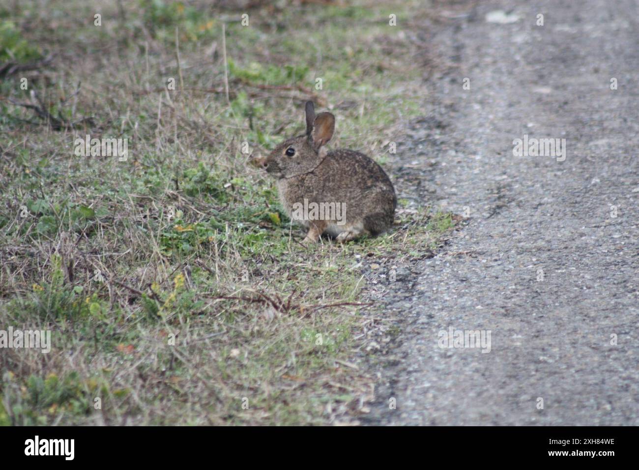 Brush Rabbit (Sylvilagus bachmani) , Sweeney Ridge Stock Photo - Alamy