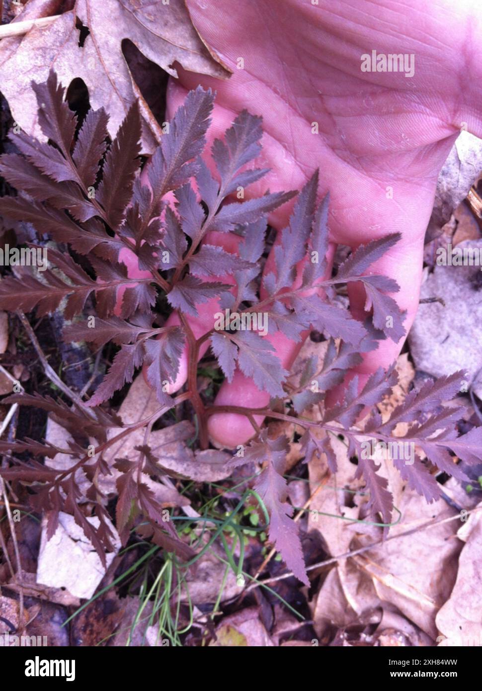 Cutleaf Grapefern (Sceptridium dissectum) Ohio, US Stock Photo - Alamy