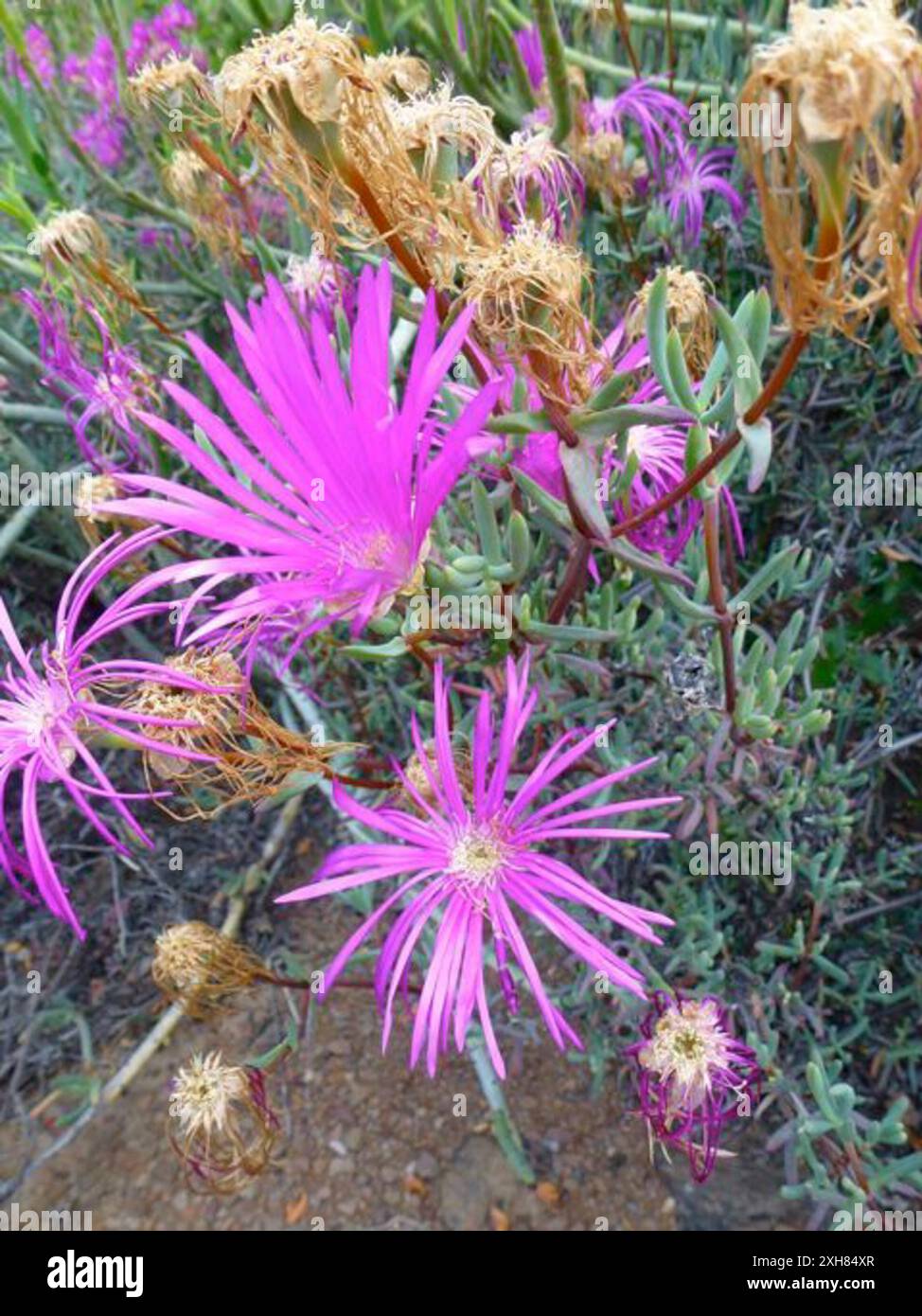 Lampranthus haworthii hi-res stock photography and images - Alamy