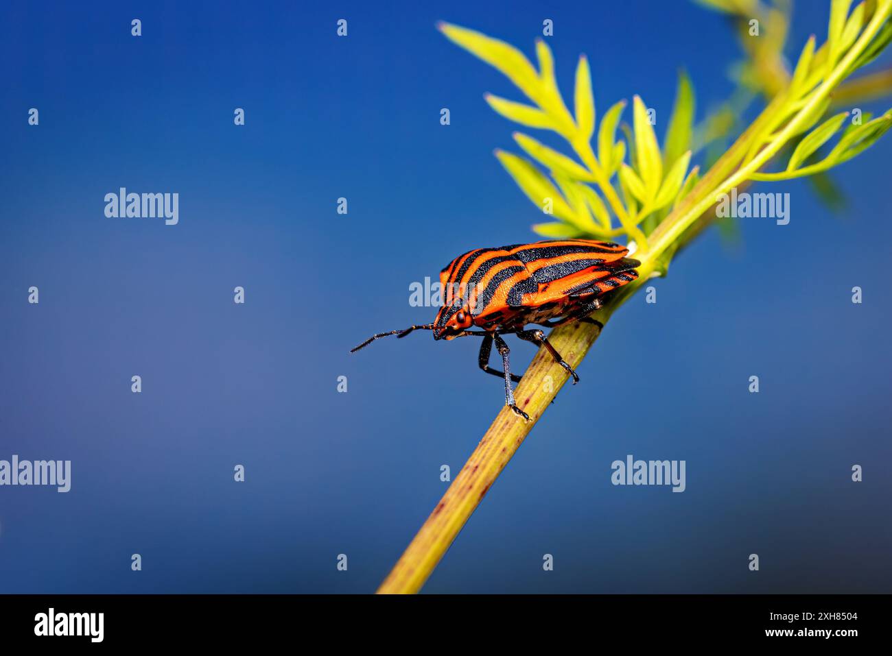 Striped bugs hi-res stock photography and images - Alamy