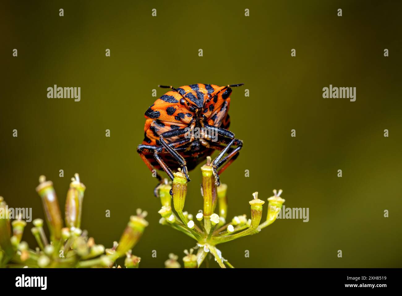 European striped shield bugs hi-res stock photography and images - Alamy