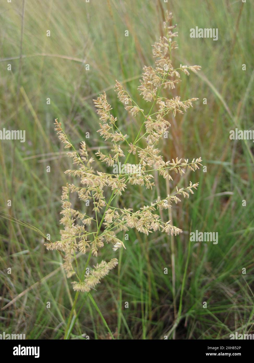 Gum grass (Eragrostis gummiflua) N11, Botshabelo, Middelburg - MP: In ...