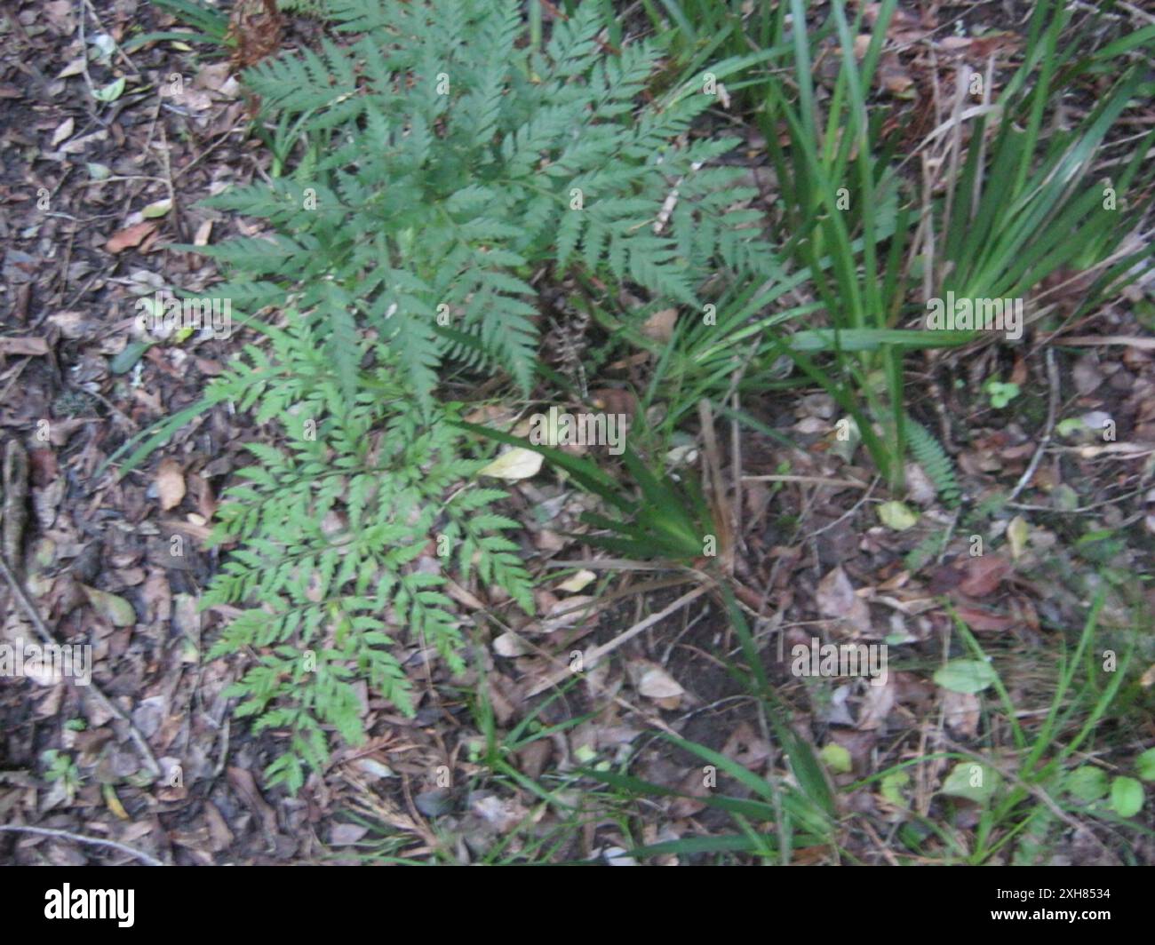 leatherleaf fern (Rumohra adiantiformis) Strawberry Hill Fern Trail ...