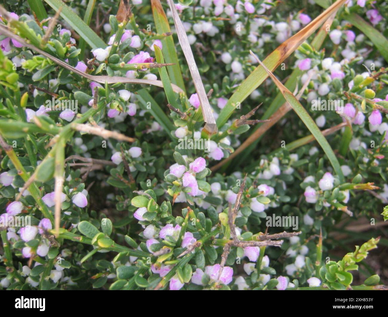 tortoise berry (Muraltia spinosa) Vleesbaai and surrounds Stock Photo ...