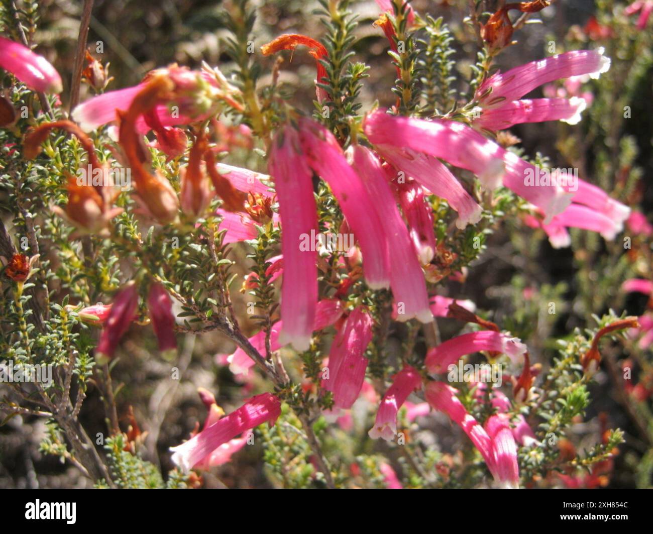 Twotone Heath (Erica versicolor) Sleeping Beauty Trail Langeberg Stock ...