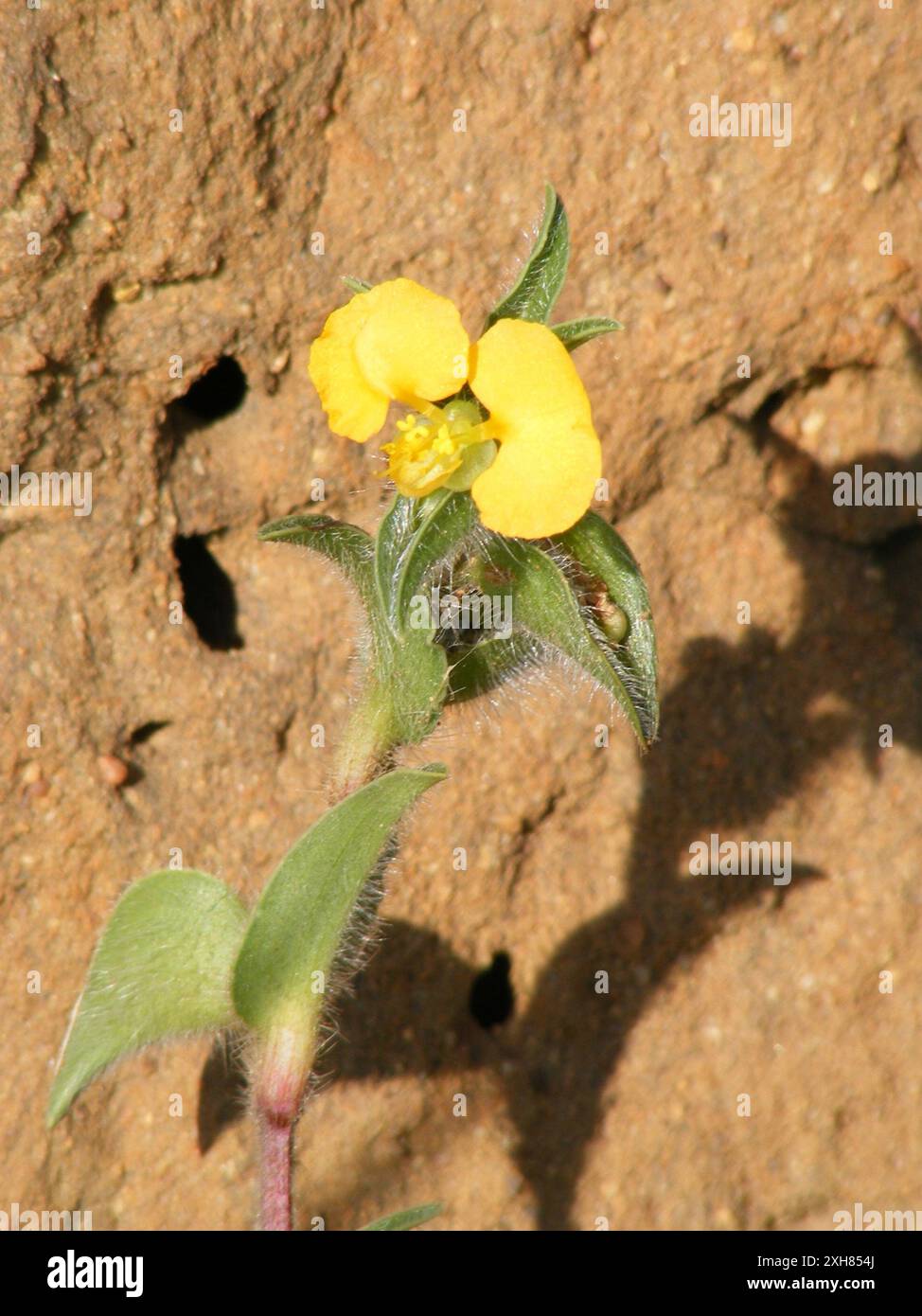 Hairy Yellow Dayflower (Commelina africana krebsiana) R547, Witbank ...