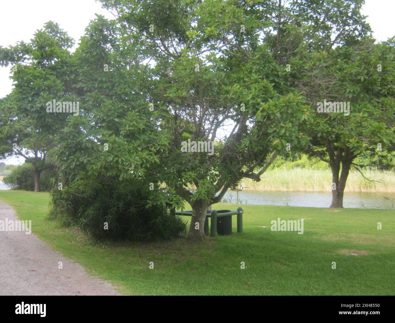 Cape Fig (Ficus sur) Wilderness National Park Giant Kingfisher Trail ...