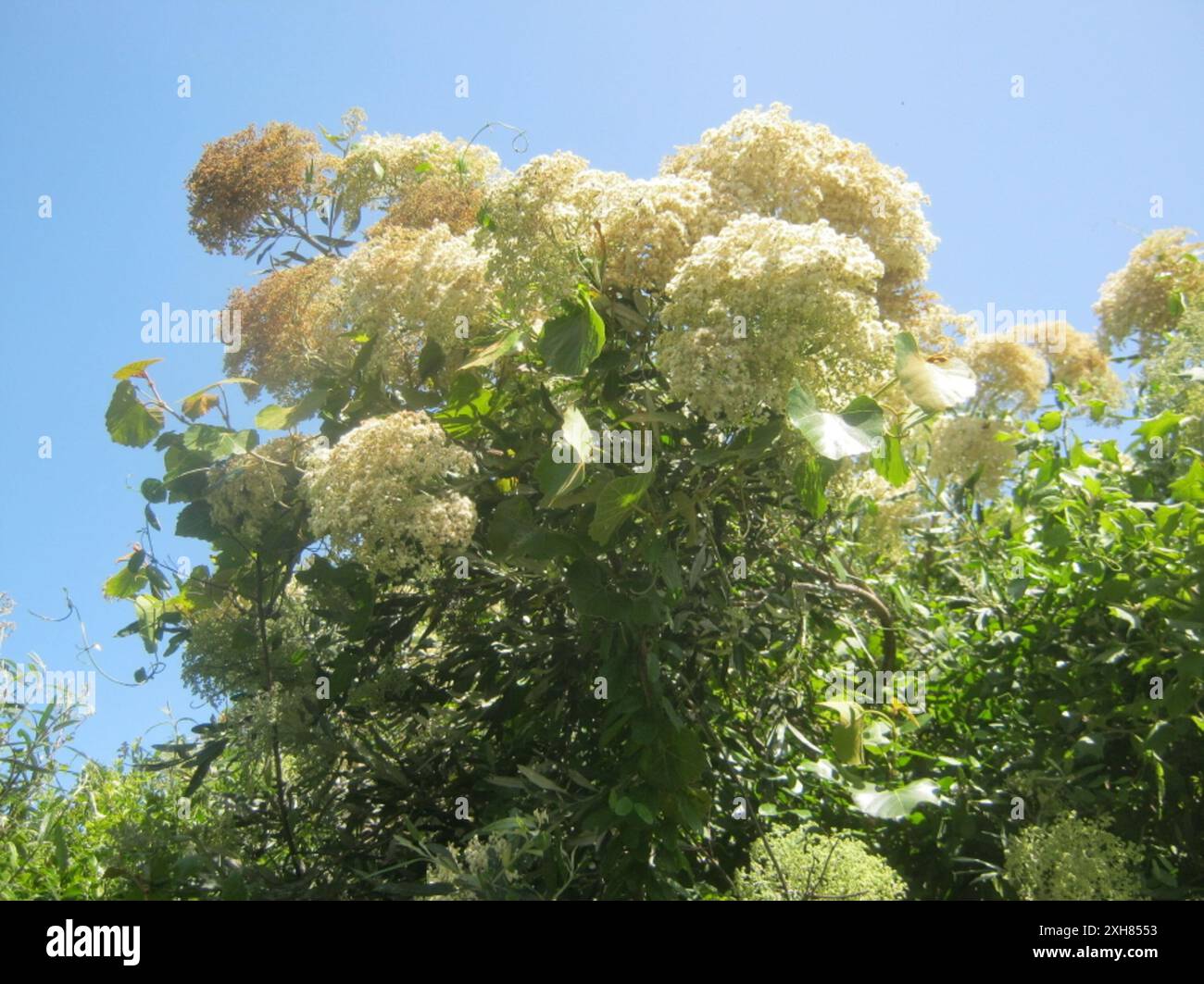 Buddleja saligna hi-res stock photography and images - Alamy