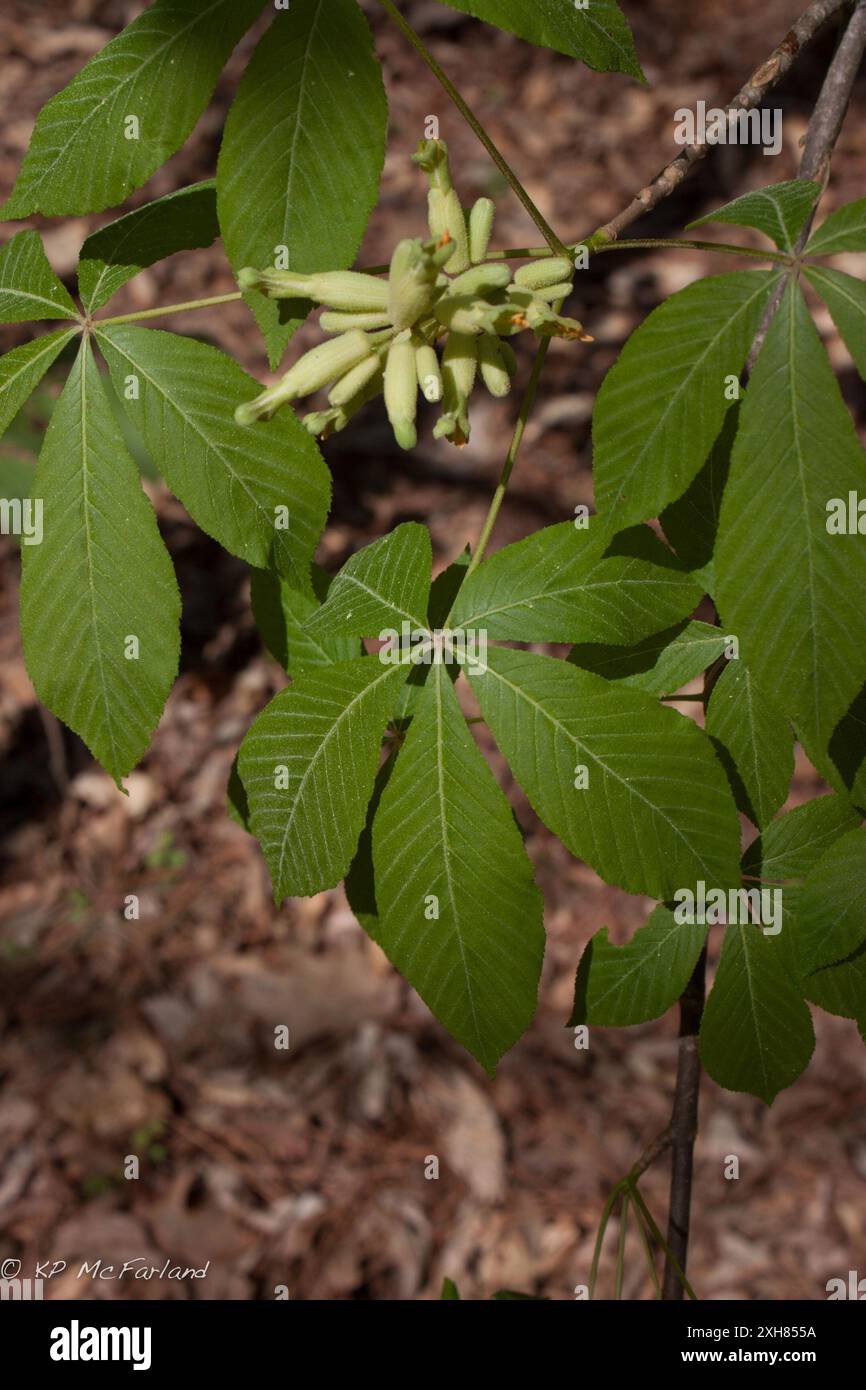 painted buckeye (Aesculus sylvatica) Raleigh, North Carolina, United ...