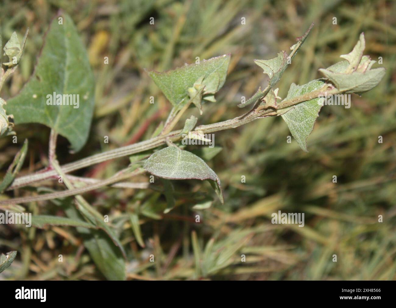 Saltbushes (Atriplex) Marin County Stock Photo - Alamy