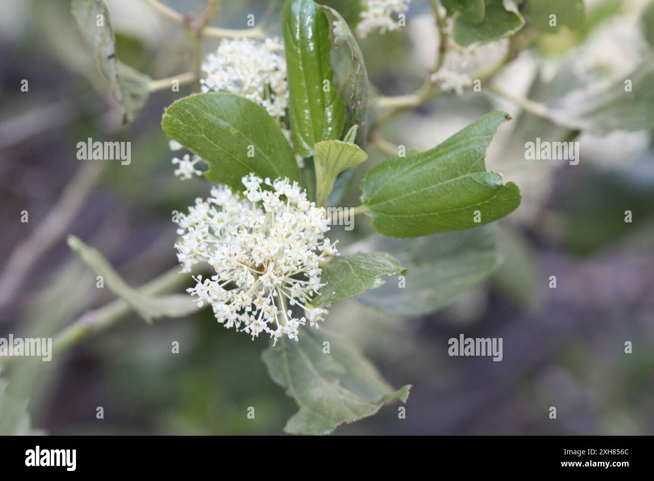 Snowbrush Ceanothus (Ceanothus velutinus) sagehen creek fieldstation ...
