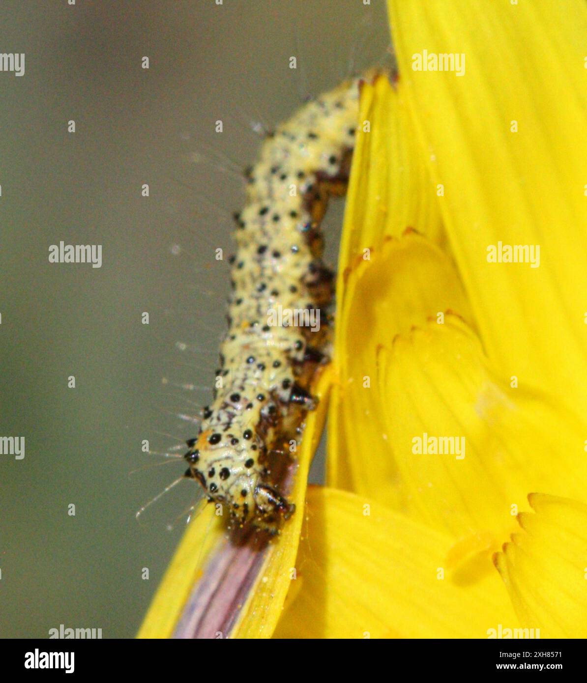 MacCulloch's Forester Moth (Androloma maccullochii) sagehen creek ...
