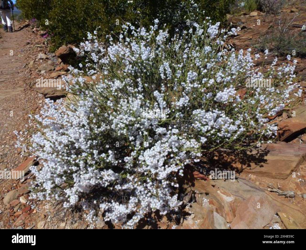 (Eriocephalus ericoides ericoides) , Min Water: Min Water Stock Photo ...