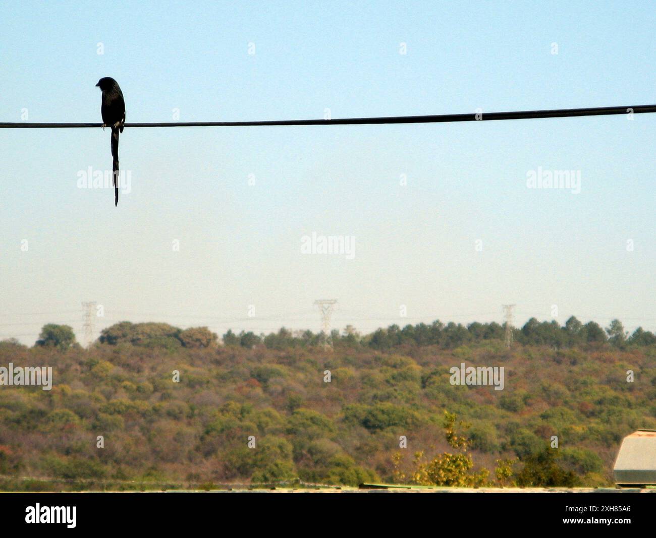 Southern Magpie Shrike (Lanius melanoleucus melanoleucus ...