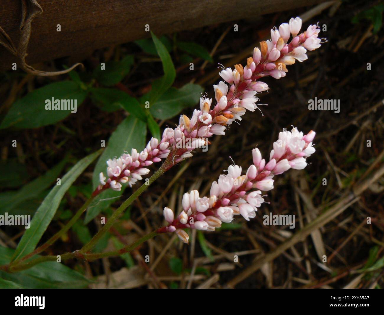 Bristly Snakeroot (Persicaria madagascariensis) , Dune Molerat Hike ...
