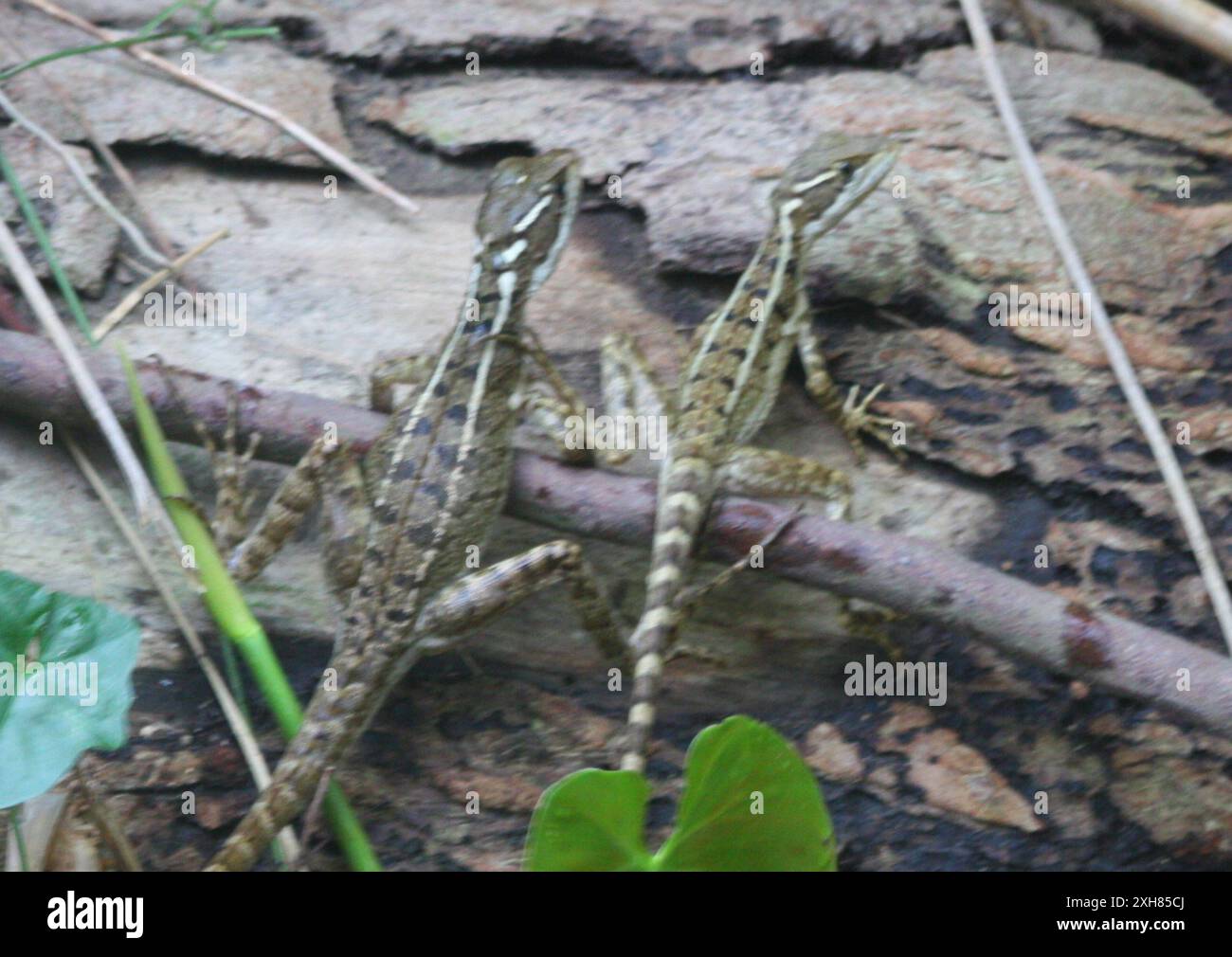 Common Basilisk (Basiliscus basiliscus) Tayrona Park Stock Photo - Alamy