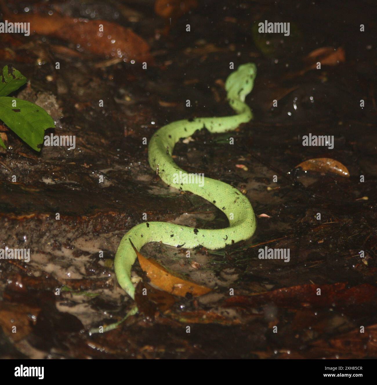 Green Bush Viper (Atheris chlorechis) Parc Nacional Tai Stock Photo - Alamy