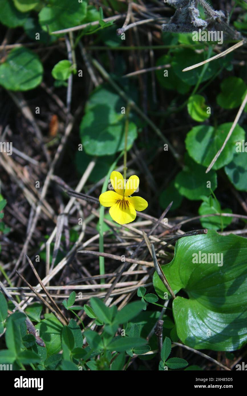 Redwood Violet (Viola sempervirens) Jug Handle State Park Stock Photo ...