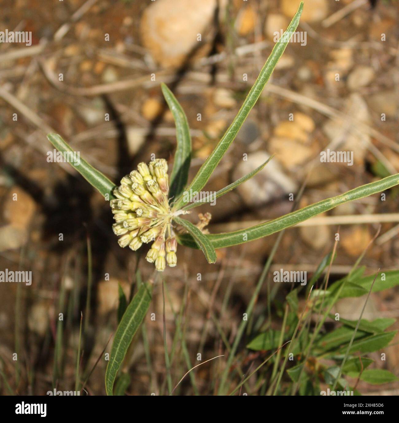 green comet milkweed (Asclepias viridiflora) Randolph, Minnesota ...