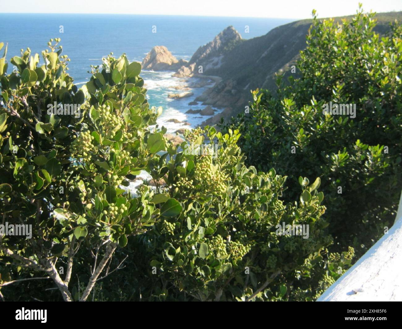 Little Ironwood (Olea capensis capensis) Kranshoek on the Southern Cape ...