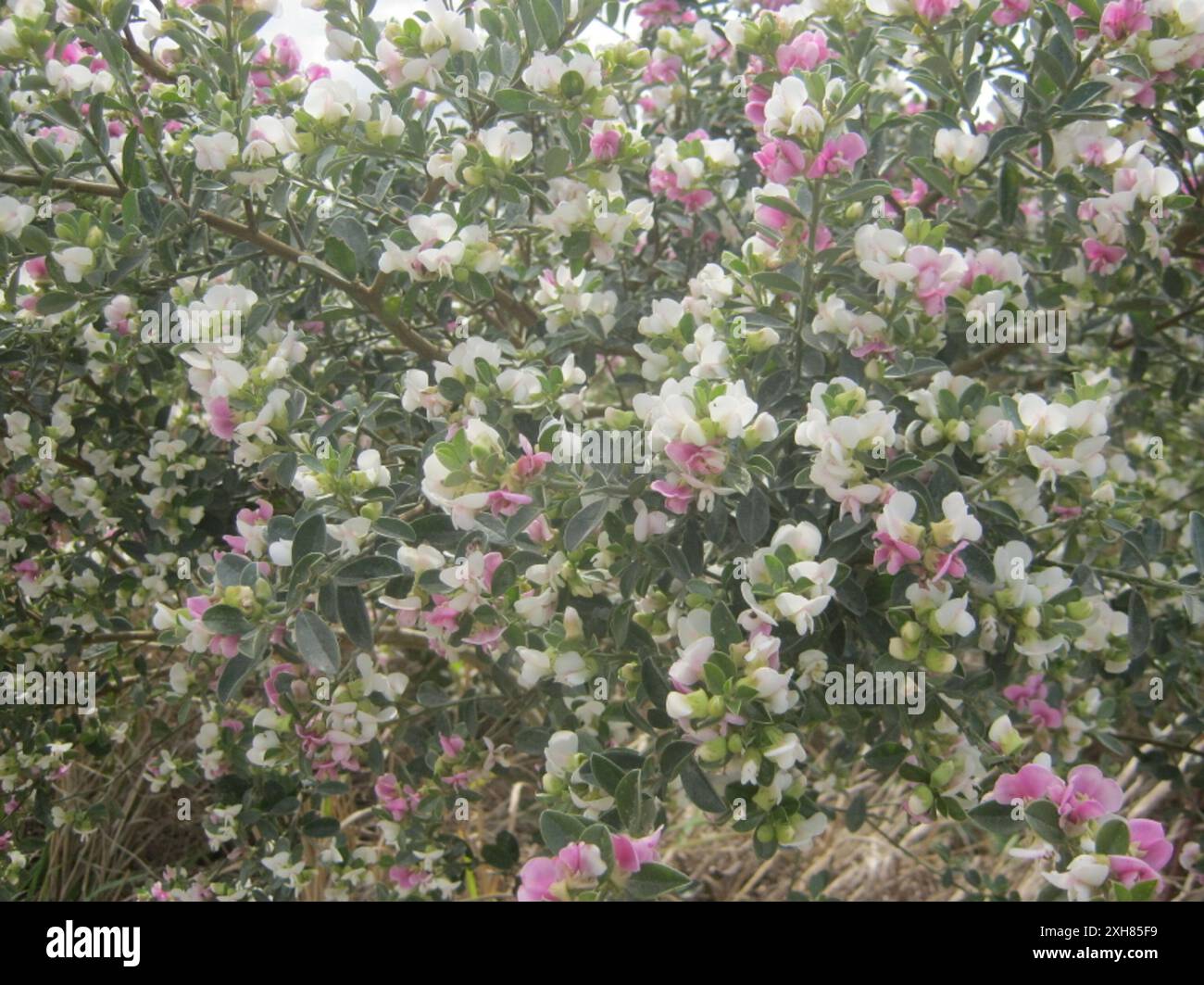 Myrtle Capesweetpea (Podalyria myrtillifolia) Garden Route Dam Stock ...